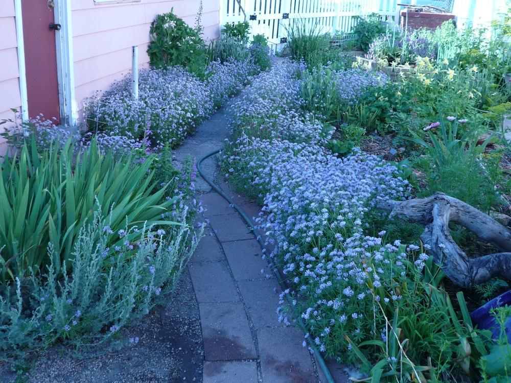 Blue Woodruff (Asperula orientalis) - Garden.org