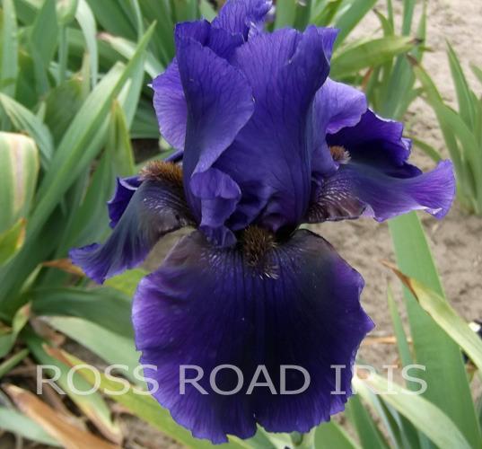 Tall Bearded Iris (Iris 'My Shadow') in the Irises Database - Garden.org