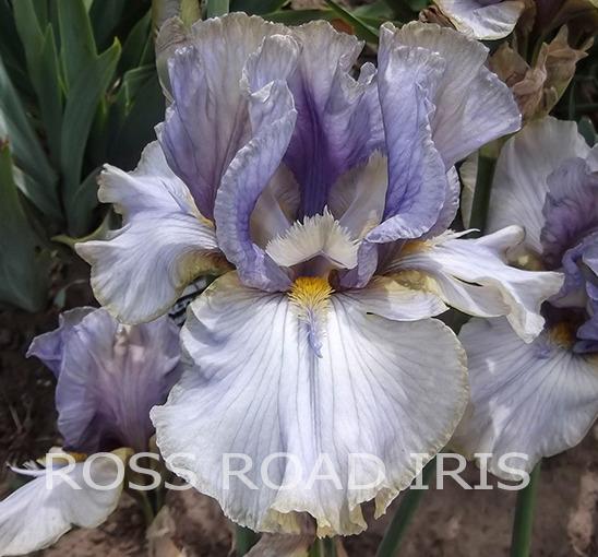 Tall Bearded Iris (Iris 'Sylvan') in the Irises Database - Garden.org