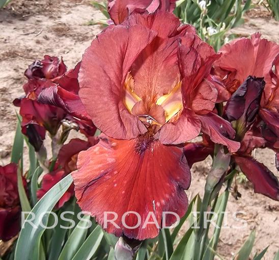 Photo of the bloom of Tall Bearded Iris (Iris 'Samurai Warrior') posted ...