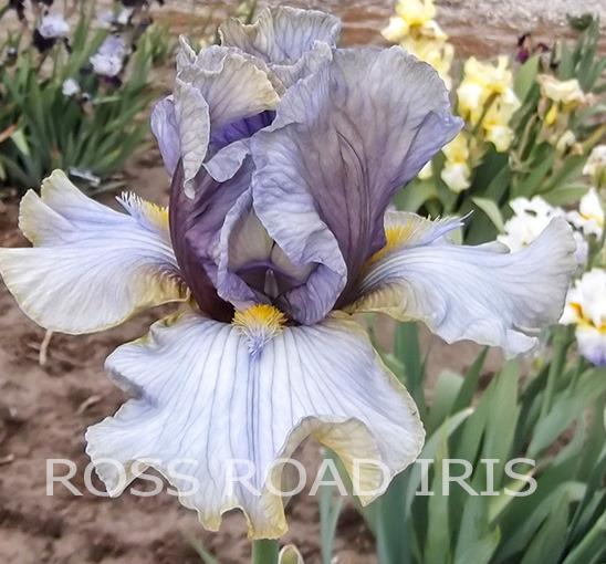 Photo of the bloom of Tall Bearded Iris (Iris 'Sylvan') posted by Weiser - Garden.org