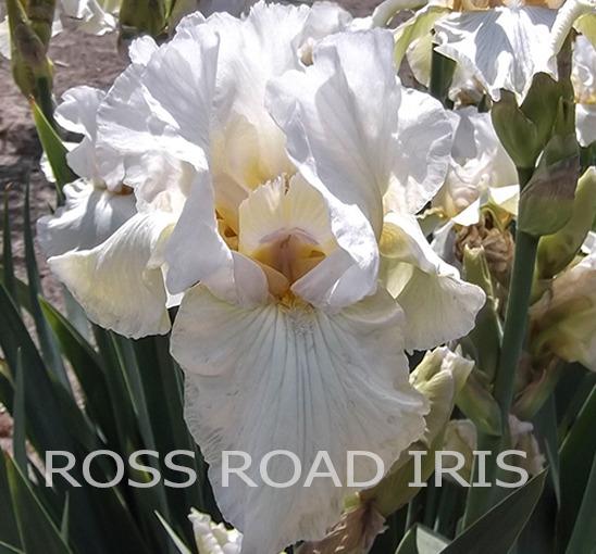 Tall Bearded Iris (Iris 'Pearls of Autumn') in the Irises Database ...