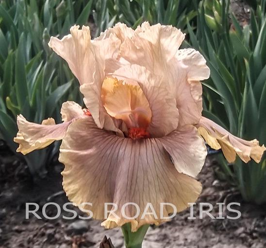 Tall Bearded Iris (Iris 'Coffee Malt') in the Irises Database - Garden.org