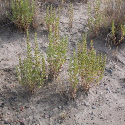 Poverty Sumpweed (Iva axillaris) - Garden.org