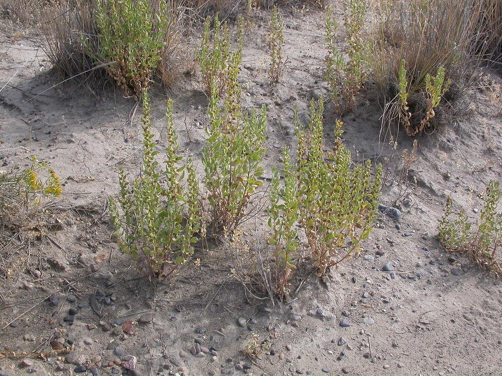 Poverty Sumpweed (Iva axillaris) - Garden.org