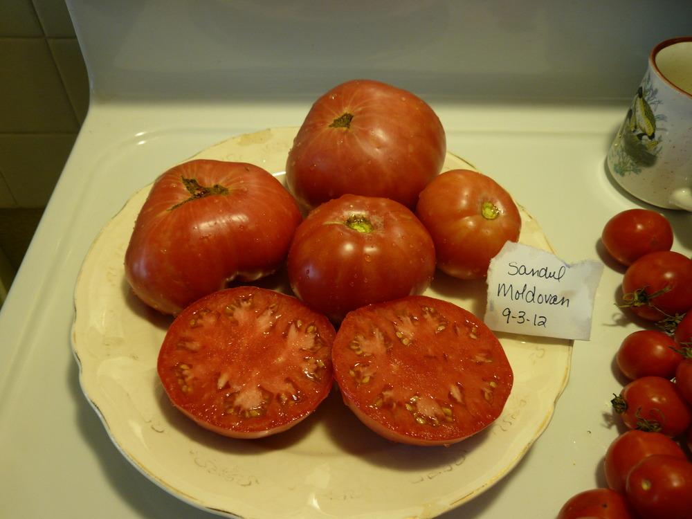 Tomato (Solanum lycopersicum 'Sandul Moldovan') in the Tomatoes ...