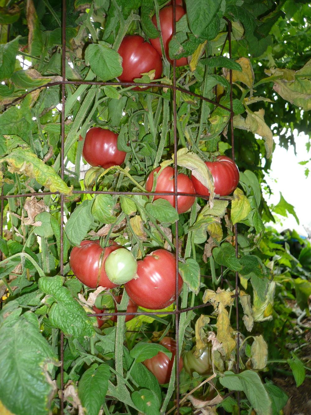 Photo of the entire plant of Tomato (Solanum lycopersicum 'Soldacki ...