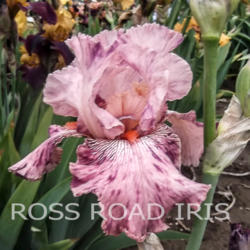 Tall Bearded Iris (Iris 'Nigerian Raspberry') in the Irises Database ...