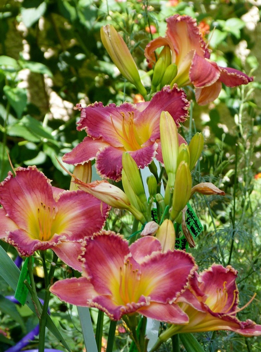 Daylily (Hemerocallis 'Raspberry Picante') in the Daylilies Database ...