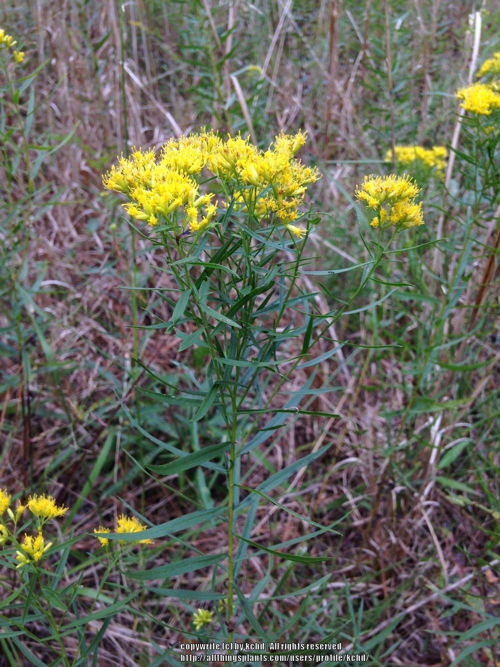 Euthamia Graminifolia