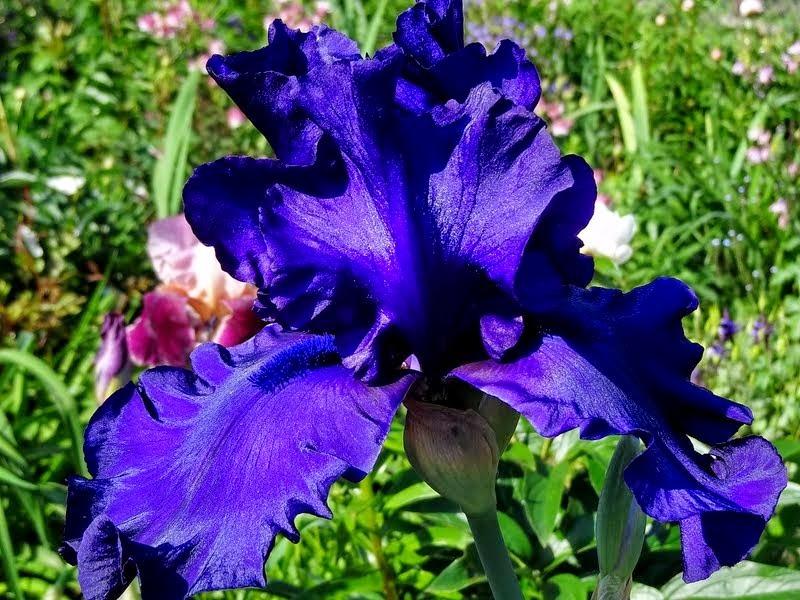 Photo of the bloom of Tall Bearded Iris (Iris 'Dusky Challenger ...