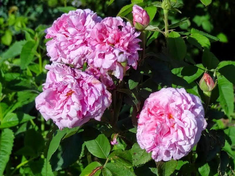 Photo of the bloom of Rose (Rosa 'Marchesa Boccella') posted by Orsola ...