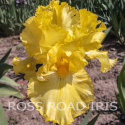 Tall Bearded Iris (Iris 'Spirit of Memphis') in the Irises Database ...