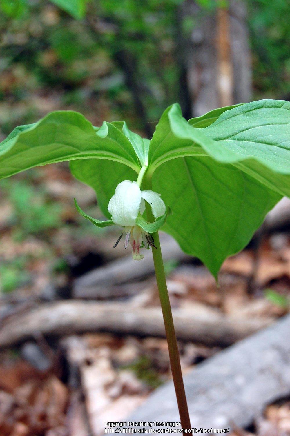 Nodding trillium (Trillium cernuum) in the Trilliums Database - Garden.org