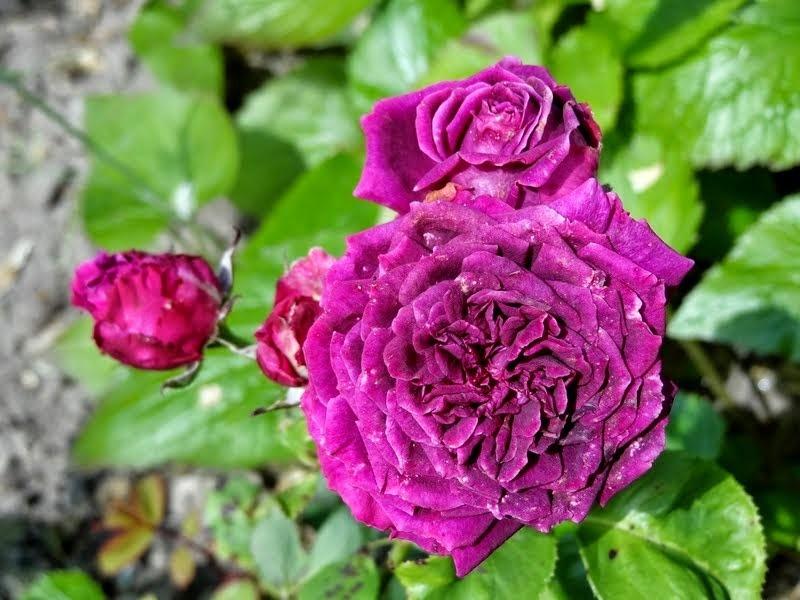 Rose (Rosa 'Empereur du Maroc') in the Roses Database - Garden.org