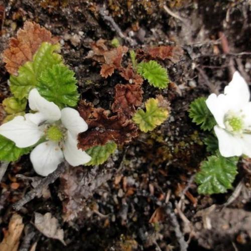 Mine-Mine (Rubus geoides) in the Rubus Database - Garden.org