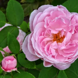 Rose (Rosa 'Baroness Rothschild') in the Roses Database - Garden.org