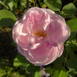 Rose (Rosa 'Baroness Rothschild') in the Roses Database - Garden.org