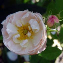 Rose (Rosa 'El Ariana') in the Roses Database - Garden.org