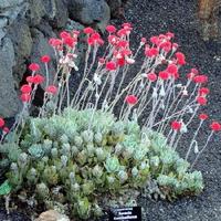 Photo of the entire plant of Kleinia cephalophora posted by kniphofia ...