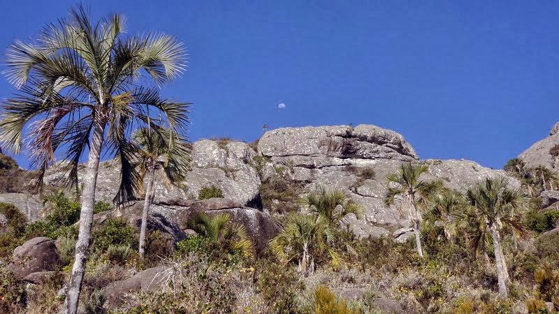 Photo of the entire plant of Sihara Palm (Ravenea glauca) posted by ...