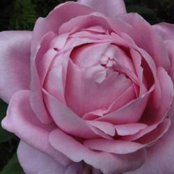 Rose (Rosa 'Baroness Rothschild') in the Roses Database - Garden.org