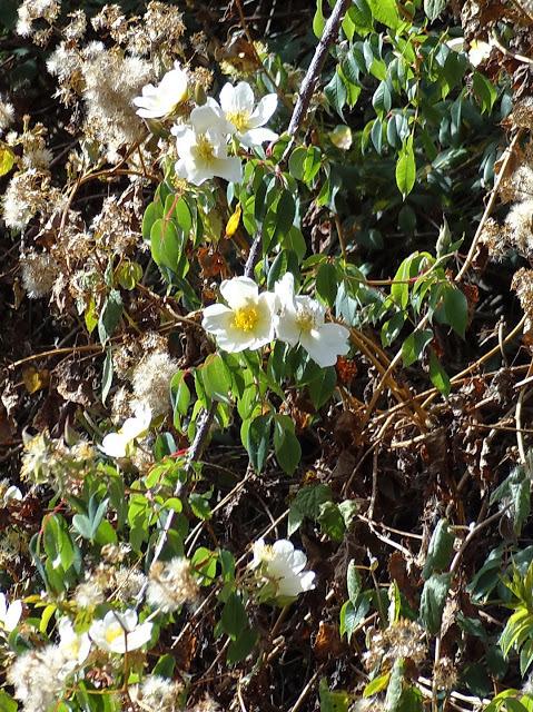 Photo of the bloom of Rose (Rosa abyssinica) posted by Orsola - Garden.org