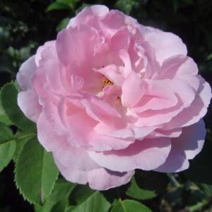 Rose (Rosa 'Baroness Rothschild') in the Roses Database - Garden.org