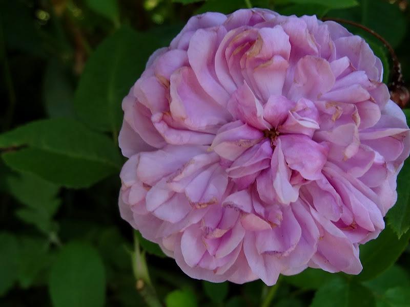Photo of the bloom of Rose (Rosa 'Sidonie') posted by Orsola - Garden.org