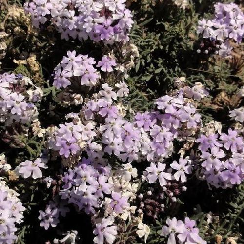 Mata Negra (Mulguraea tridens) - Garden.org