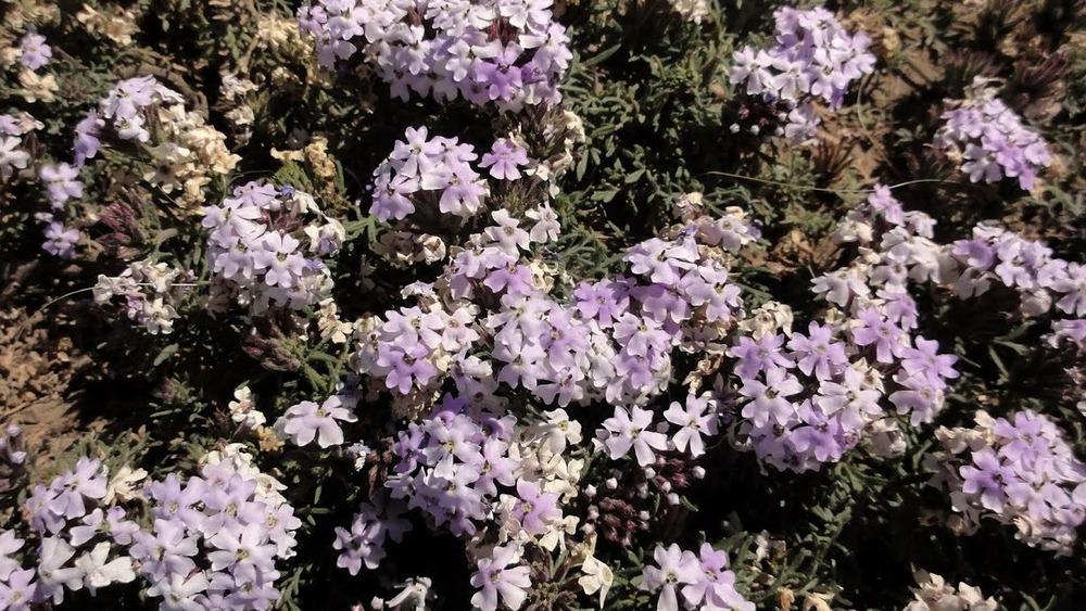 Mata Negra (Mulguraea tridens) - Garden.org