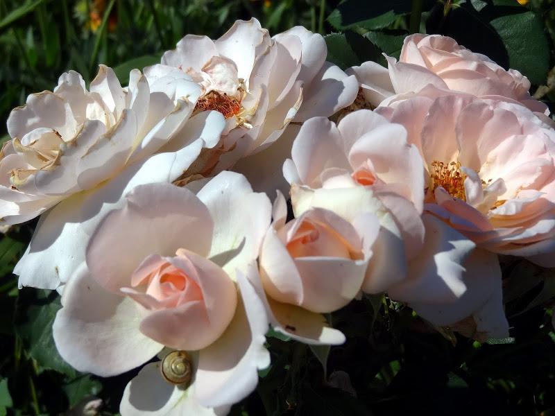 Rose (Rosa 'Clair Renaissance') in the Roses Database - Garden.org