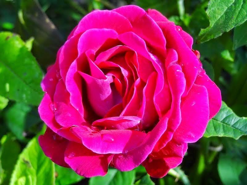 Photo of the bloom of Rose (Rosa 'Duke of Edinburgh') posted by Orsola ...