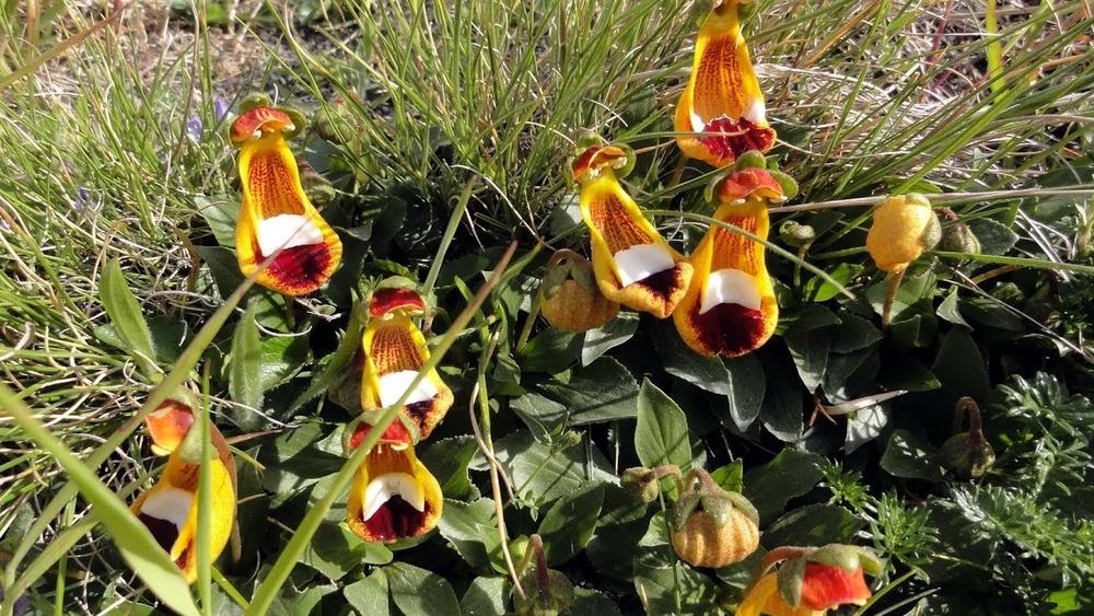 Photo of the entire plant of Darwin's Slipper (Calceolaria uniflora ...