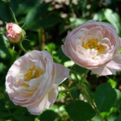 Rose (Rosa 'El Ariana') in the Roses Database - Garden.org