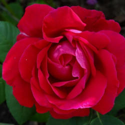 Rose (Rosa 'Duke of Edinburgh') in the Roses Database - Garden.org