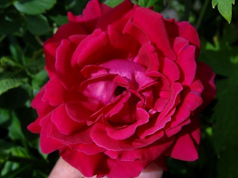 Photo of the bloom of Rose (Rosa 'Alfred Colomb') posted by Orsola ...