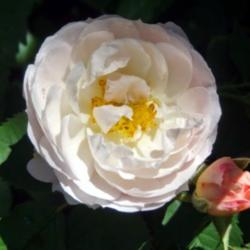 Rose (Rosa 'El Ariana') in the Roses Database - Garden.org