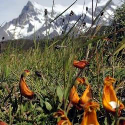 Photo of the bloom of Darwin's Slipper (Calceolaria uniflora) posted by ...