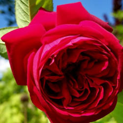 Rose (Rosa 'Eclair') in the Roses Database - Garden.org