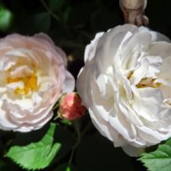 Rose (Rosa 'El Ariana') in the Roses Database - Garden.org