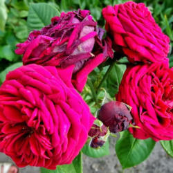 Rose (Rosa 'Eclair') in the Roses Database - Garden.org