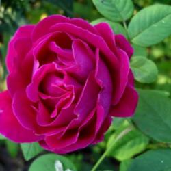 Rose (Rosa 'Duke of Edinburgh') in the Roses Database - Garden.org