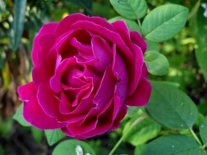 Photo of the bloom of Rose (Rosa 'Duke of Edinburgh') posted by Orsola ...