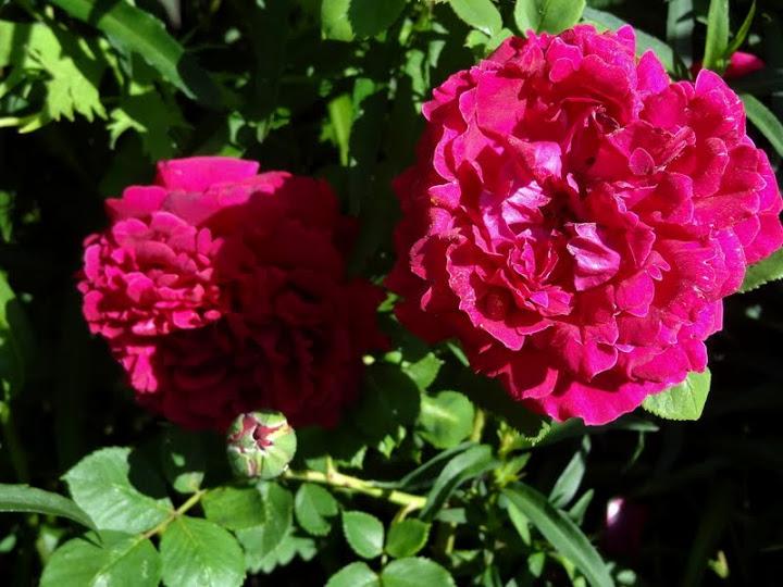 Photo of the bloom of Rose (Rosa 'Alfred Colomb') posted by Orsola ...