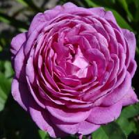 Photo of the bloom of Rose (Rosa 'Heidi Klum Rose') posted by Orsola ...