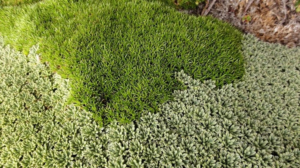 Balsam Bog (Bolax gummifera) - Garden.org