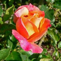 Rose (Rosa 'Girona') in the Roses Database - Garden.org