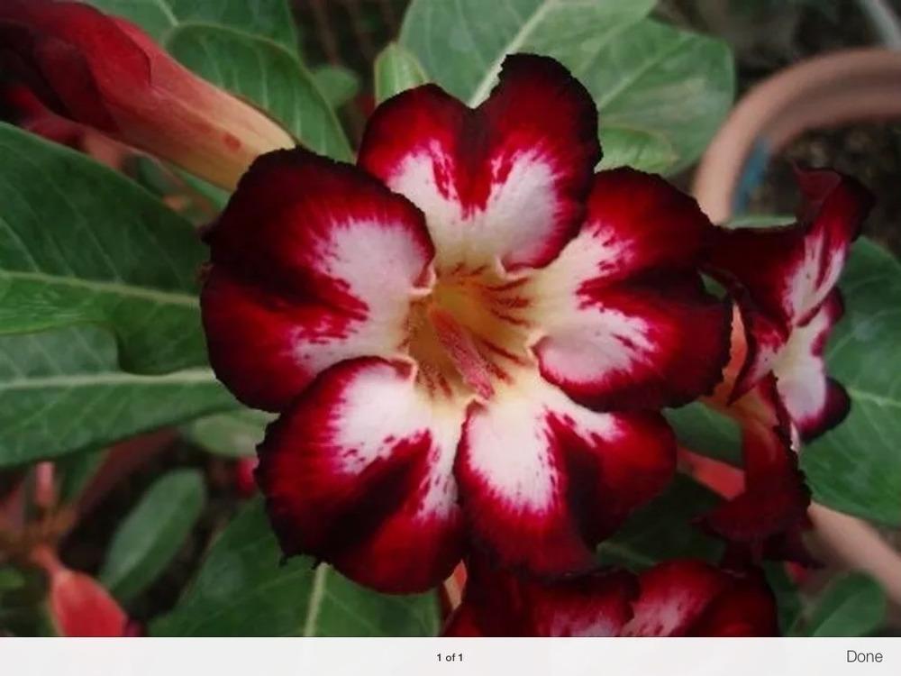 Adeniums: Plant Care and Collection of Varieties - Garden.org