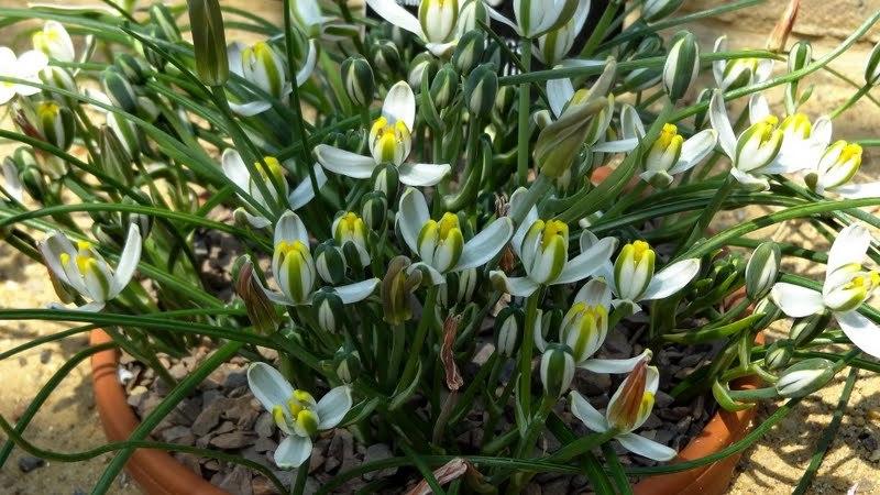 Photo of the entire plant of Albuca humilis posted by Orsola - Garden.org
